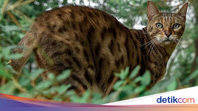 Macan Akar, Hewan Mungil dan Lucu yang Dilindungi Undang-undang