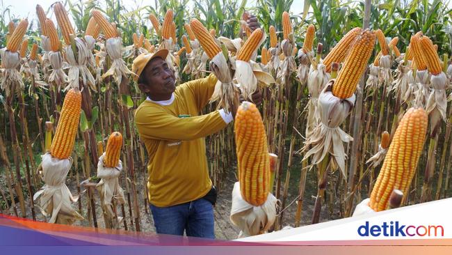 Panen Jagung Bioteknologi Pertama di RI, Begini Penampakannya