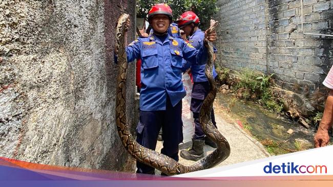 Hiii! Sanca 2,5 Meter Ditemukan Melingkar di Saluran Air Warga Bogor