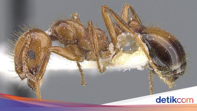 Invasi Semut Api Merah yang Berbahaya, Kini Sudah Sampai di Eropa