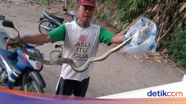 Seram! Gadis Klaten Kejatuhan Ular Piton 2 Meter saat Tidur Lelap
