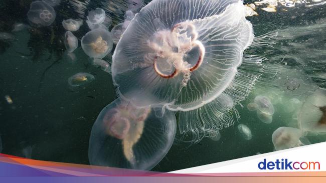 Terjawab Sudah, Begini Cara Ubur-ubur Menumbuhkan Tentakelnya yang Putus