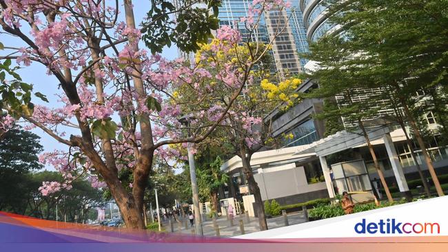 Bukan di Jepang, Bunga Tabebuya Hiasi Jalan Sudirman