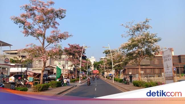 Bunga Tabebuya Juga Bermekaran di Kemang, Jadi Spot Foto Warga