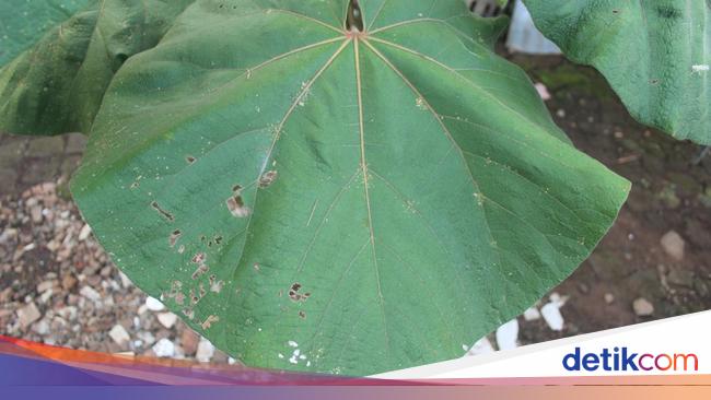 Mengenal Daun Waru: Ciri-ciri, Kandungan, dan Manfaatnya