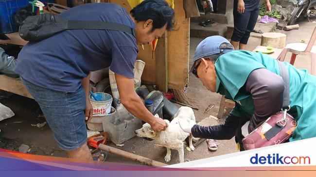 4 Warga Digigit Anjing Rabies, Jembrana Gelar Vaksinasi Massal Darurat 4 Warga Digigit Anjing Rabies, Jembrana Gelar Vaksinasi Massal Darurat
