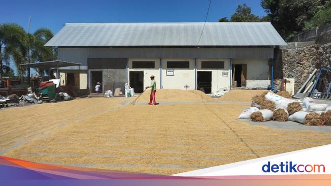 Bima Juara, Senjata Klungkung Perangi Tengkulak Gabah