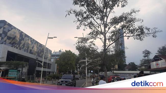 Kemang Raya Ramai Didatangi Warga yang Penasaran dengan Bunga Tabebuya