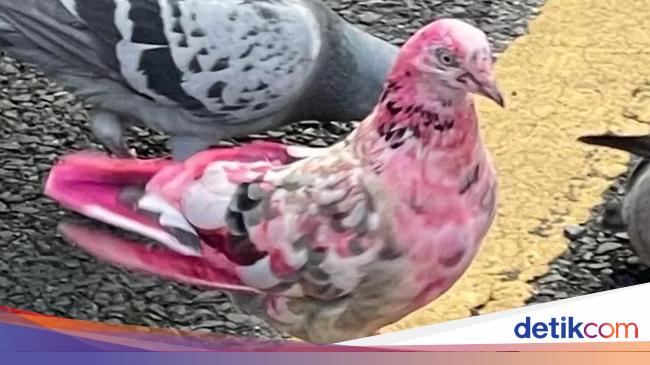 Misteri Merpati Berbulu Merah Muda