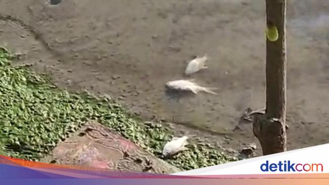 Warga di Pinrang Keluhkan Limbah Pabrik Cemari Sungai, Ikan-Padi Mati