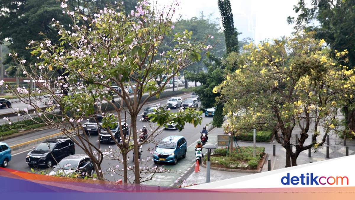 Bunga Tabebuya di Jalan Sudirman dan Kemang Raya Mulai Berguguran
