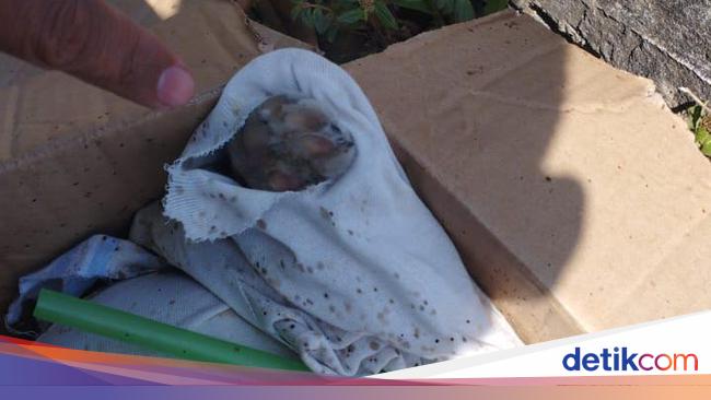 Kadung Suuzan Soal Laporan Mayat Bayi Terbungkus Kain, Ternyata Kucing
