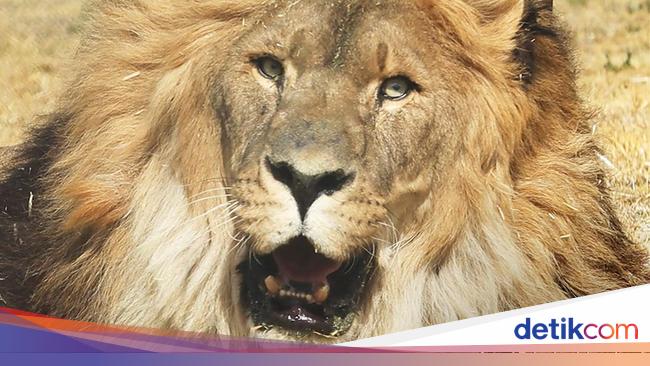 Memindah Singa Paling Kesepian di Dunia