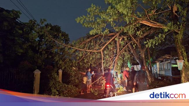 Jaringan Putus Ditimpa Pohon, PLN Pekanbaru Kebut Pemulihan Pasokan Listrik