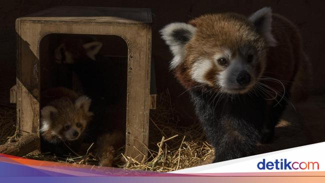 Sedih! Bayi Panda Ini Mati Usai Stres Akibat Ledakan Kembang Api