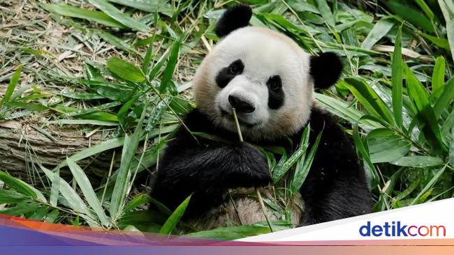 Zai Jian! Giant Panda Le Le akan Kembali ke China