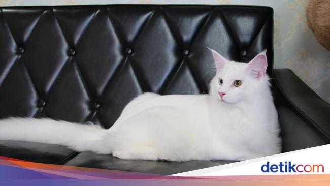 6 Fakta Menarik Kucing Anggora, Hewan Berbulu yang Menggemaskan!