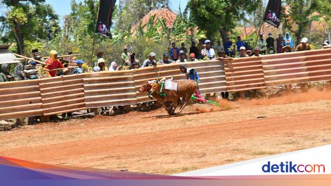 Bupati Fauzi Gelar Lomba Karapan Sapi Sebagai Wujud Pelestarian Budaya ...