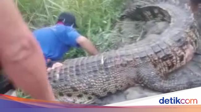 Terkam Wayan Jana hingga Tewas, Buaya 3 Meter Ditebas Warga dengan Parang