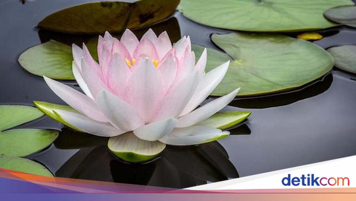 Mengenal Tanaman Air: Ciri-ciri, Peran, Jenis, dan Contohnya