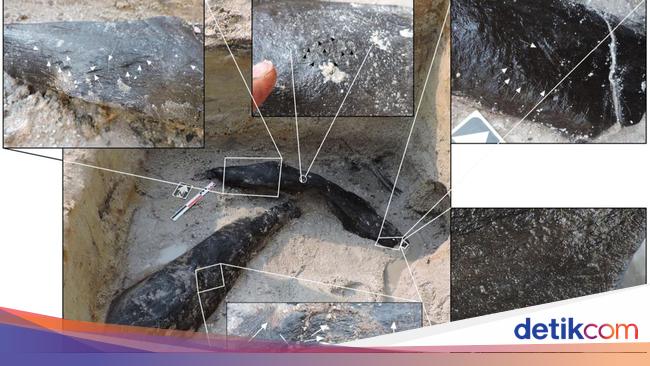 Peninggalan Kayu Tertua Ditemukan di Tepi Sungai, Usia Hampir 500.000 Tahun