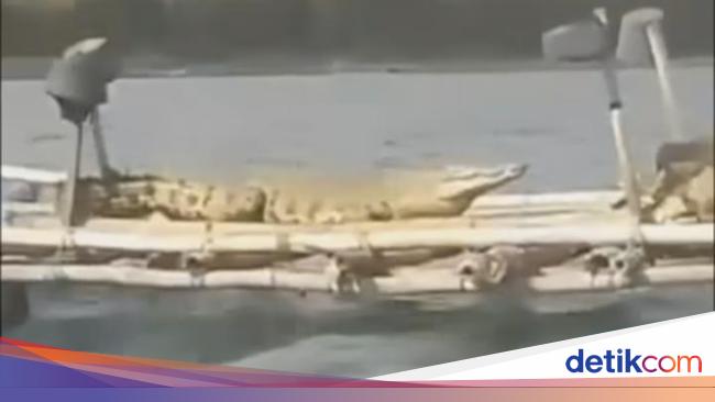 Viral, Buaya Berjemur di Atas Keramba Nelayan di Lombok Barat