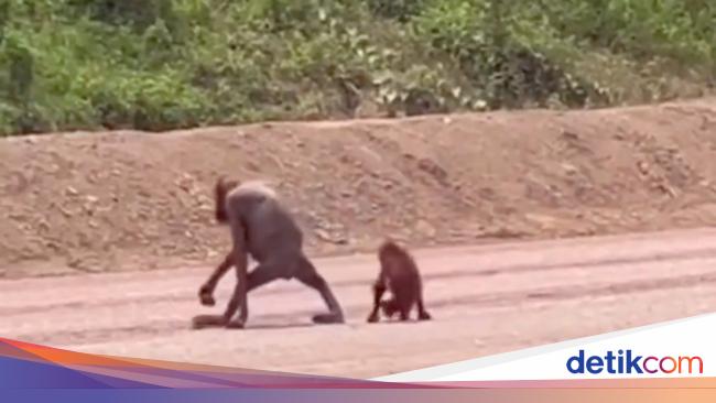 BKSDA Kaltim: Orang Utan Kurus dan Anaknya yang Viral Bukan di Area IKN