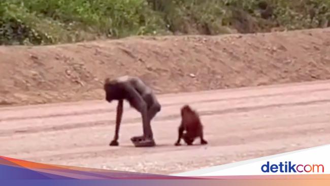 Viral Orang Utan Kurus, Ini Fakta Soal Orang Utan Kalimantan