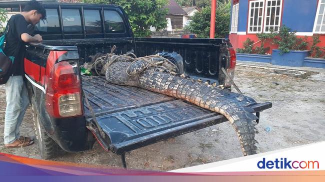 Warga Tangkap Buaya 3 Meter Pakai Pancing di Bangka Selatan