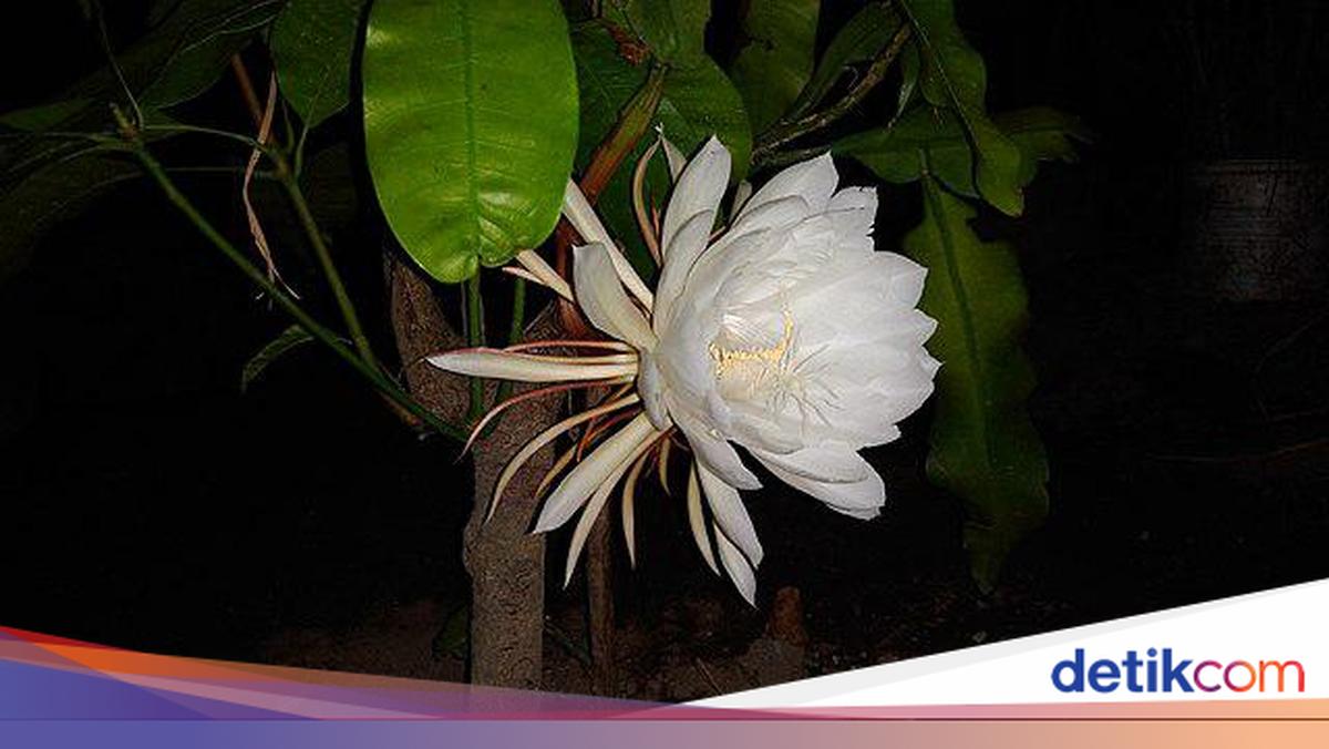 Mengenal Mitos Bunga Wijaya Kusuma sebagai Pembawa Keberuntungan