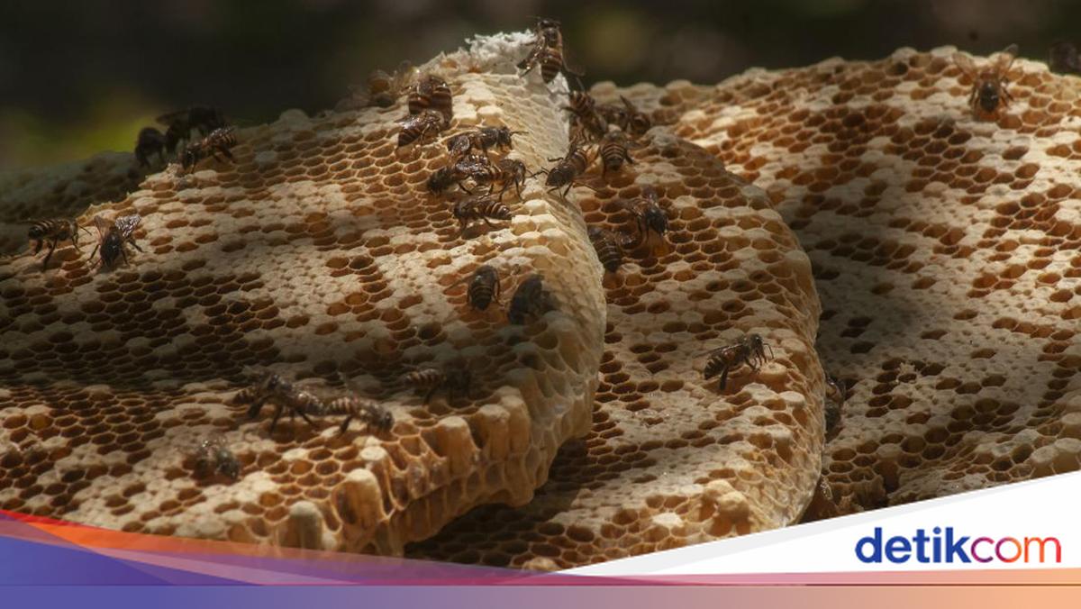 Bagaimana Cara Lebah Membangun Sarangnya? Ini Penjelasannya