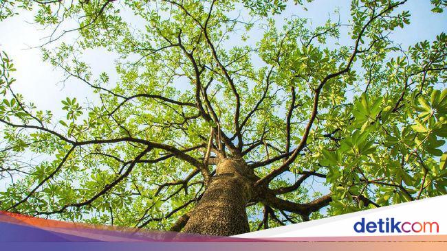 Mitos Pohon Pule The Devil's Tree yang Kaya Manfaat dan Harganya Fantastis