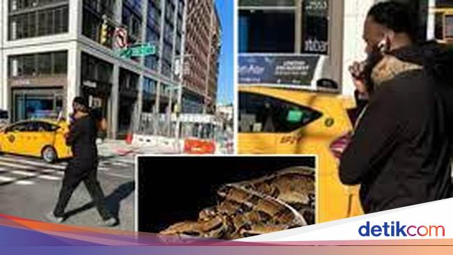 Viral Orang Naik Kereta Bawa Ular Melilit di Lehernya