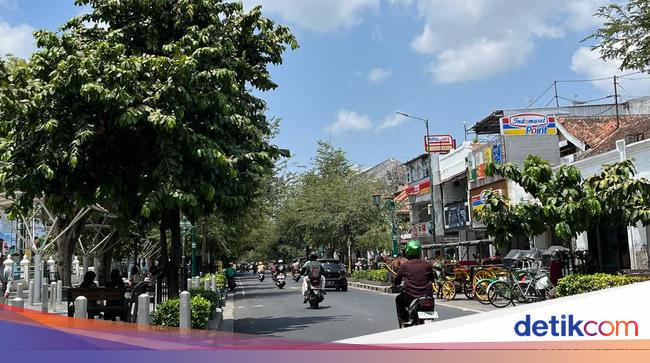 Tentang Pohon Asam dan Gayam, Perindang di Jalan Malioboro Jogja