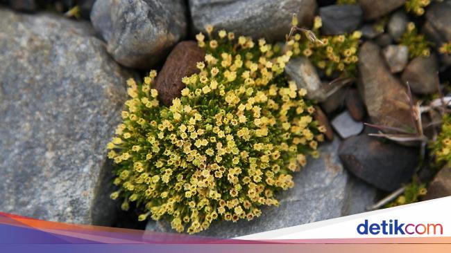 Mengapa Bunga Tumbuh di Antartika Jadi Pertanda Buruk?