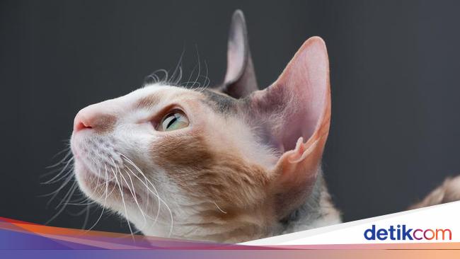 Mengapa Kucing Punya 2 Titik Botak di Sekitar Telinga? Ternyata Ini ...