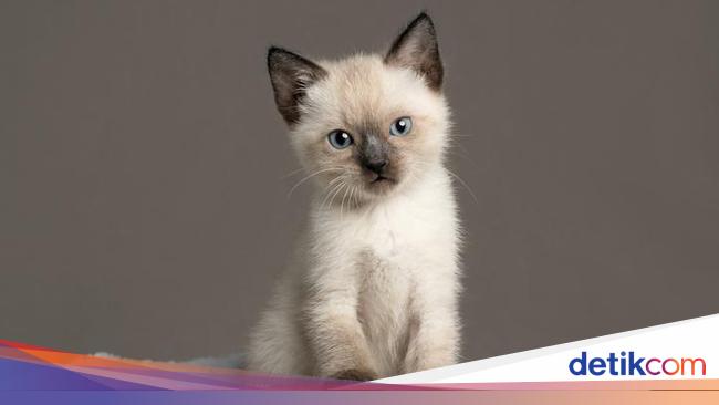 7 Fakta Menarik Tentang Kucing, Benarkah Keturunan Harimau?