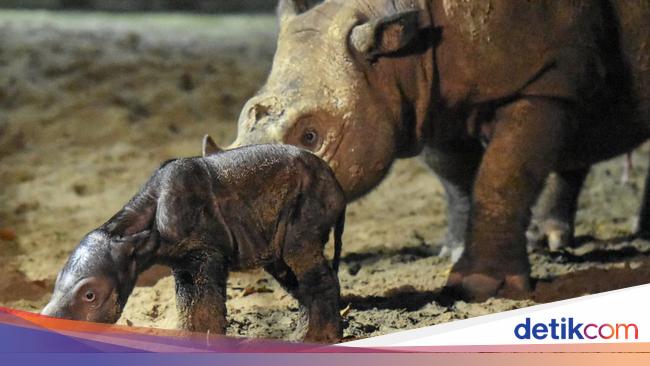 Gemasnya Anak Ratu Badak Sumatera yang Baru Lahir di Way Kambas