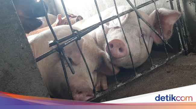 2.000 Babi Asal Sumut Dikirim ke Luar Provinsi, Senilai Rp 7,7 Miliar