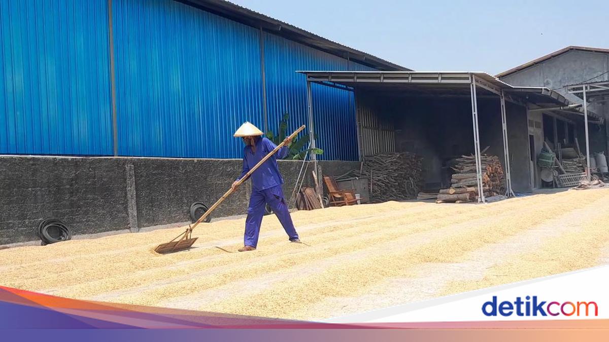 Harga Beras di Pati Tembus Rp 16 Ribu Per Kilogram!