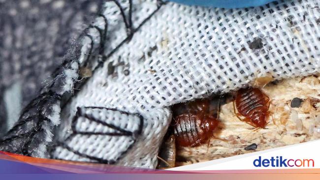 Menghilang Sejak 1950, Ini Alasan Kutu Busuk 'Bangkit Lagi' di Paris