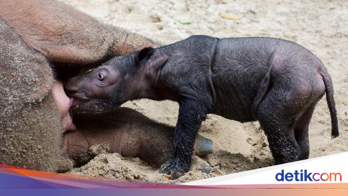 Ada Perjuangan Panjang di Balik Lahirnya Bayi Badak Sumatera di Way Kambas