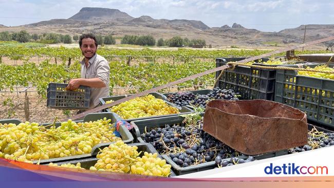 Petani Anggur di Yaman Genjot Produksi di Tengah Larangan Impor