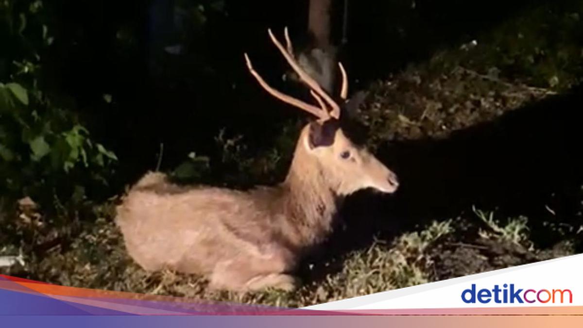 Rusa TNBB yang Ditemukan Penuh Luka Akhirnya Mati