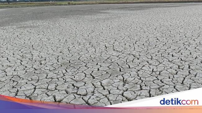 BPBD Sebut NTT Masih Siaga Darurat Kekeringan, Tak Terlalu Mengkhawatirkan