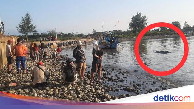 Ikan Hiu Paus 6 Meter Tersangkut Jaring Nelayan di Pantai Bringin Jepara