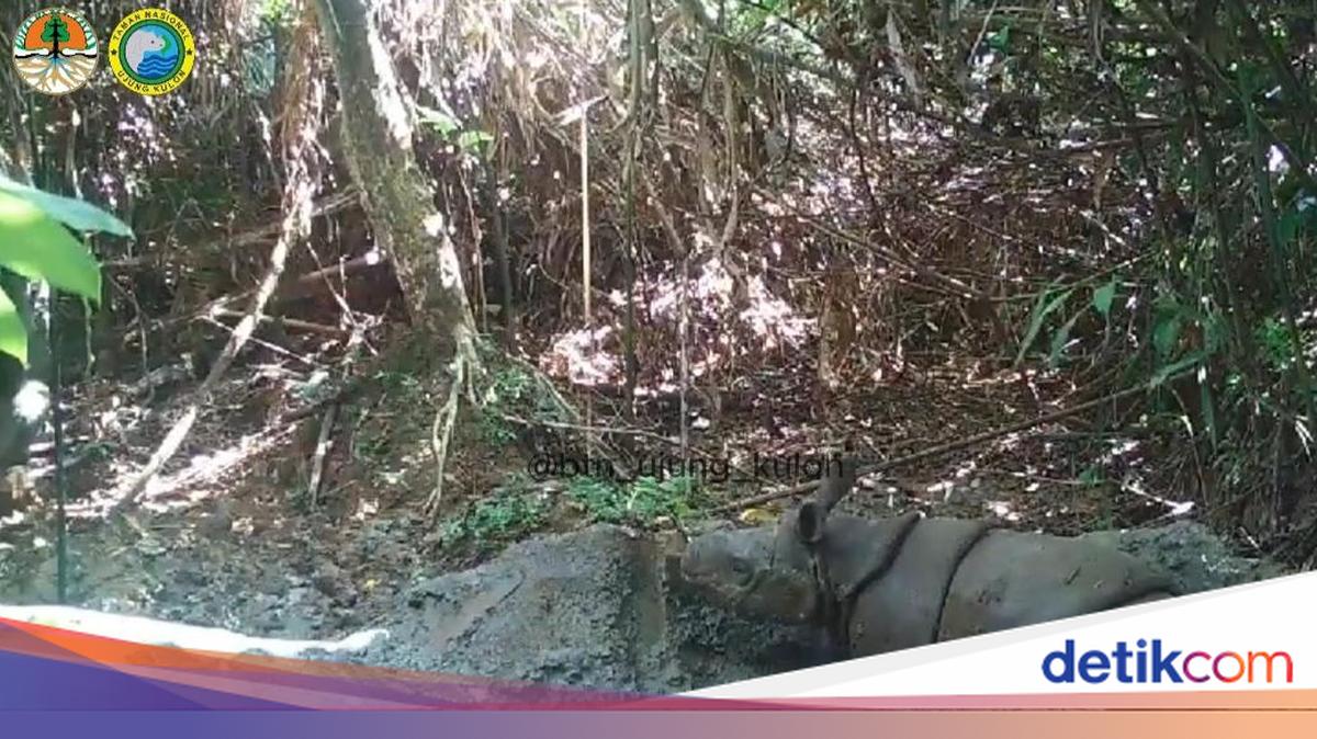 Balai TNUK Tingkatkan Patroli Jalur Darat-Laut Buntut 26 Badak Mati Diburu