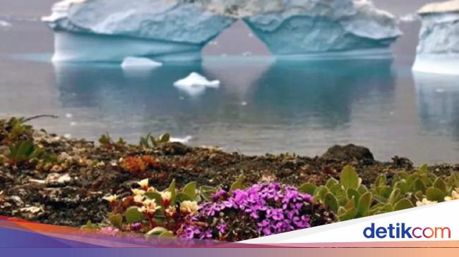 Kala Bunga Mekar di Antartika yang Bikin Khawatir Para Ilmuan