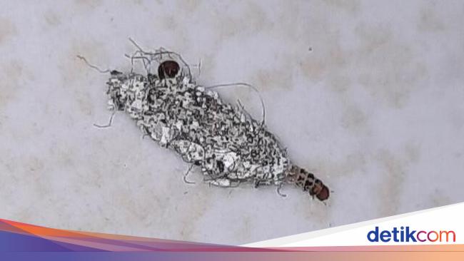 Kamitetep Hewan Apa? Ini Ciri Khas dan Penyebab Muncul di Rumah