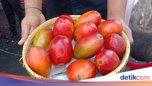 Merah Merona Mangga Garifta dari Indramayu, Bisa Dikupas Kayak Pisang